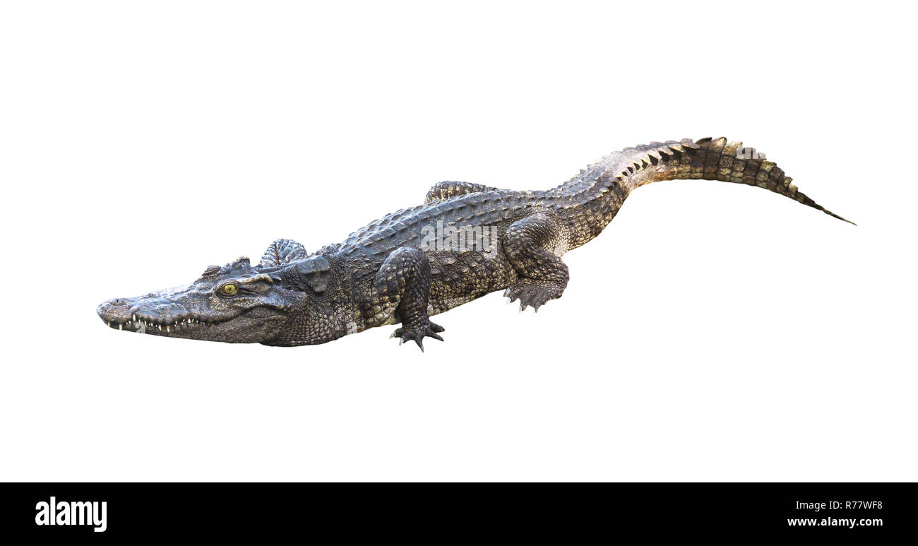 Crocodile isolated on white Stock Photo - Alamy