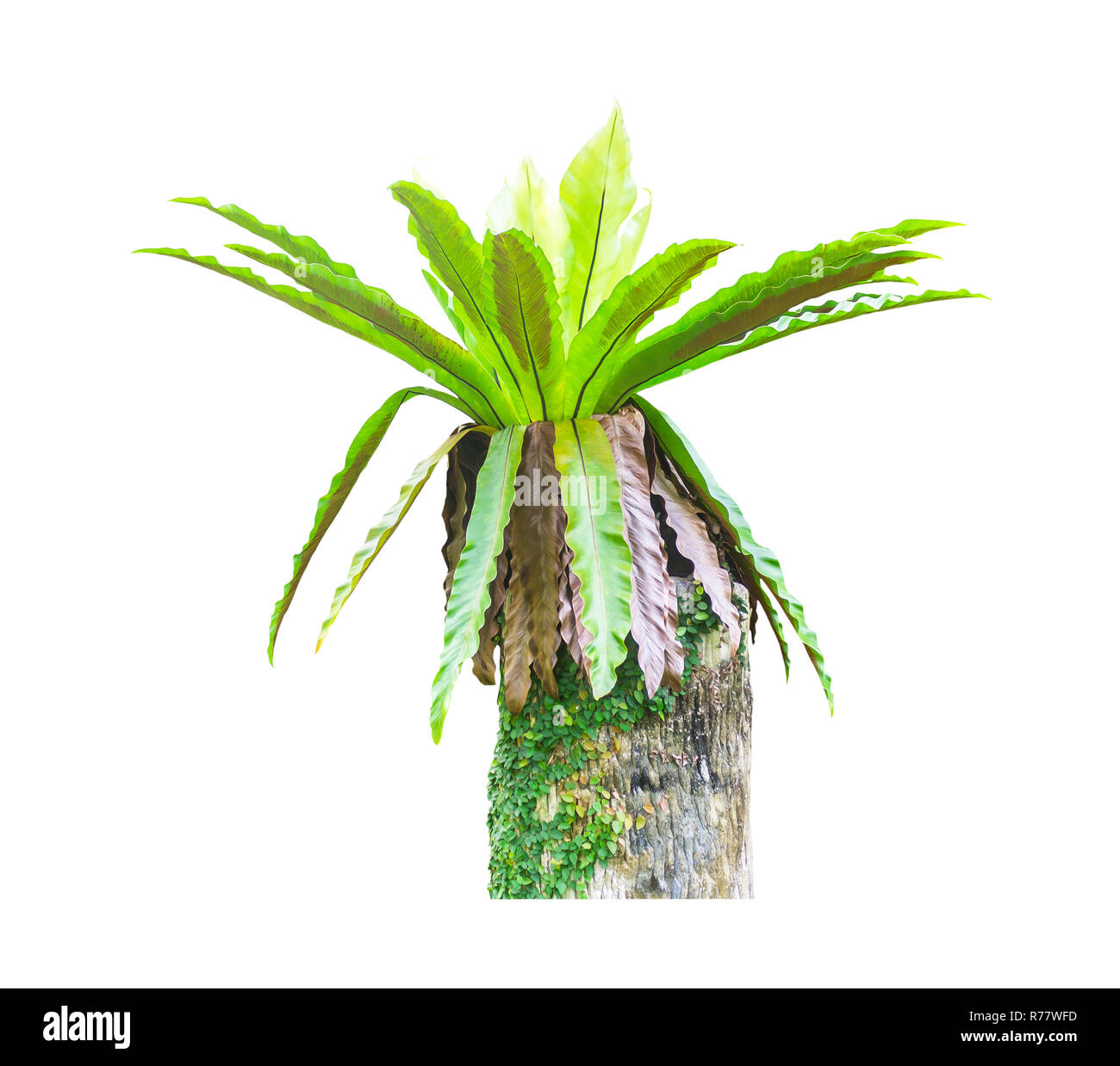 Fern growing on tree Cut Out Stock Images & Pictures - Alamy