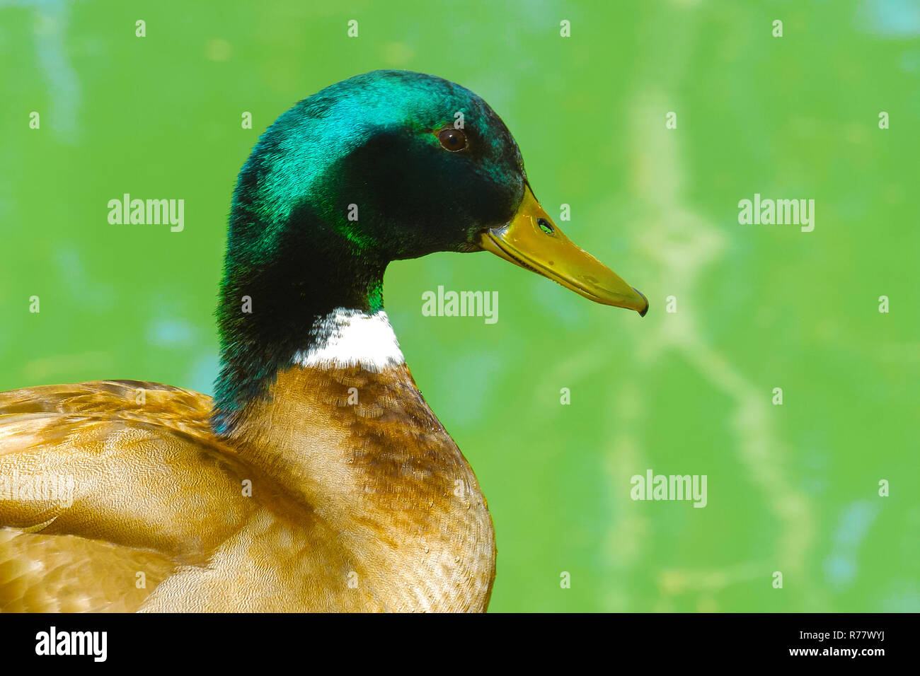 Drake male close-up Stock Photo - Alamy