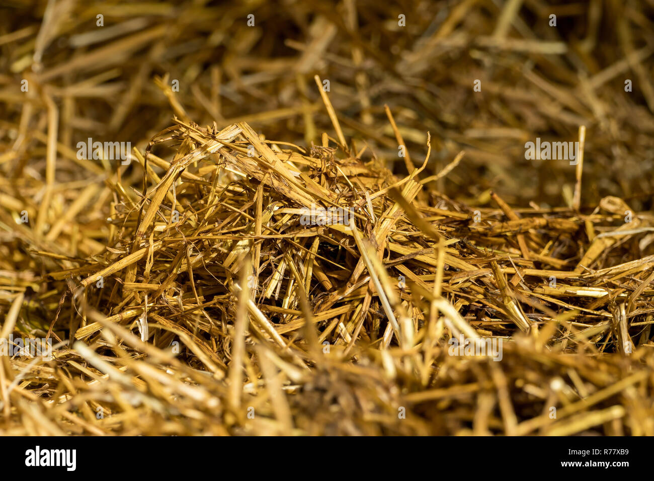 Cow eats straw hi-res stock photography and images - Alamy