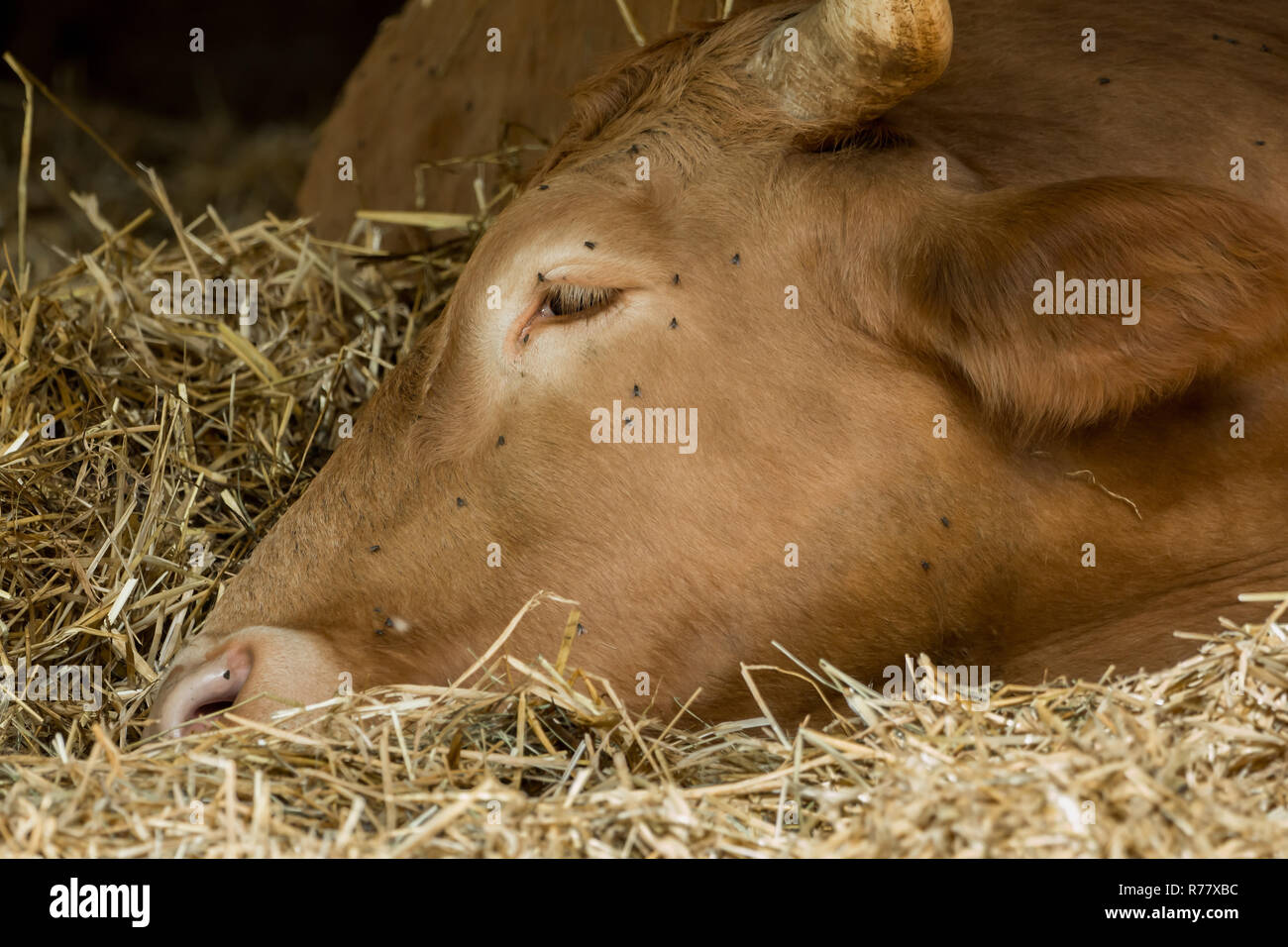 Close-up of a cow's head in the stable Stock Photo - Alamy