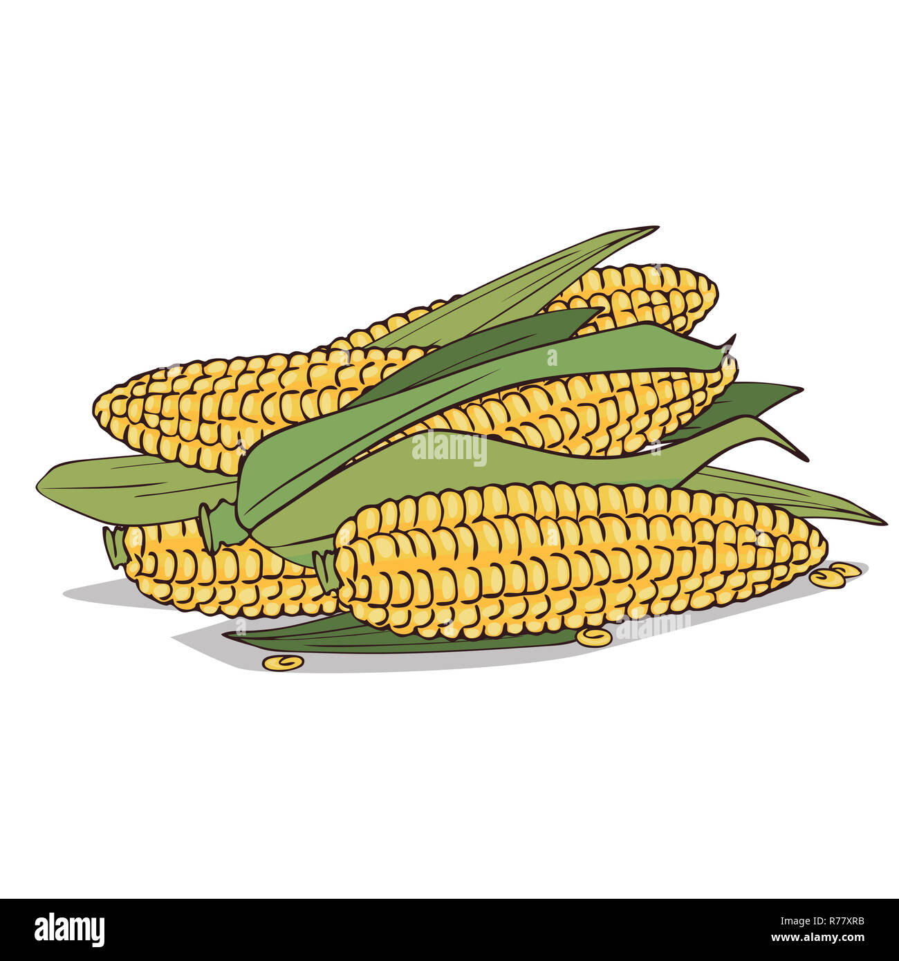Fresh corn ears leaves Cut Out Stock Images & Pictures - Alamy