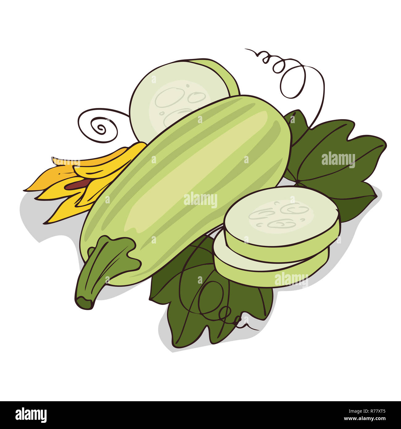 Courgette plant drawing hi-res stock photography and images - Alamy