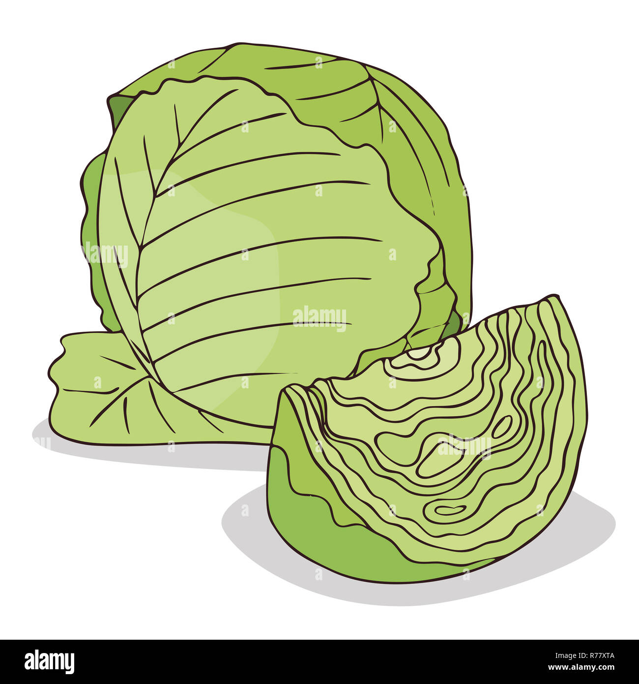 Cabbage clipart hi-res stock photography and images - Alamy