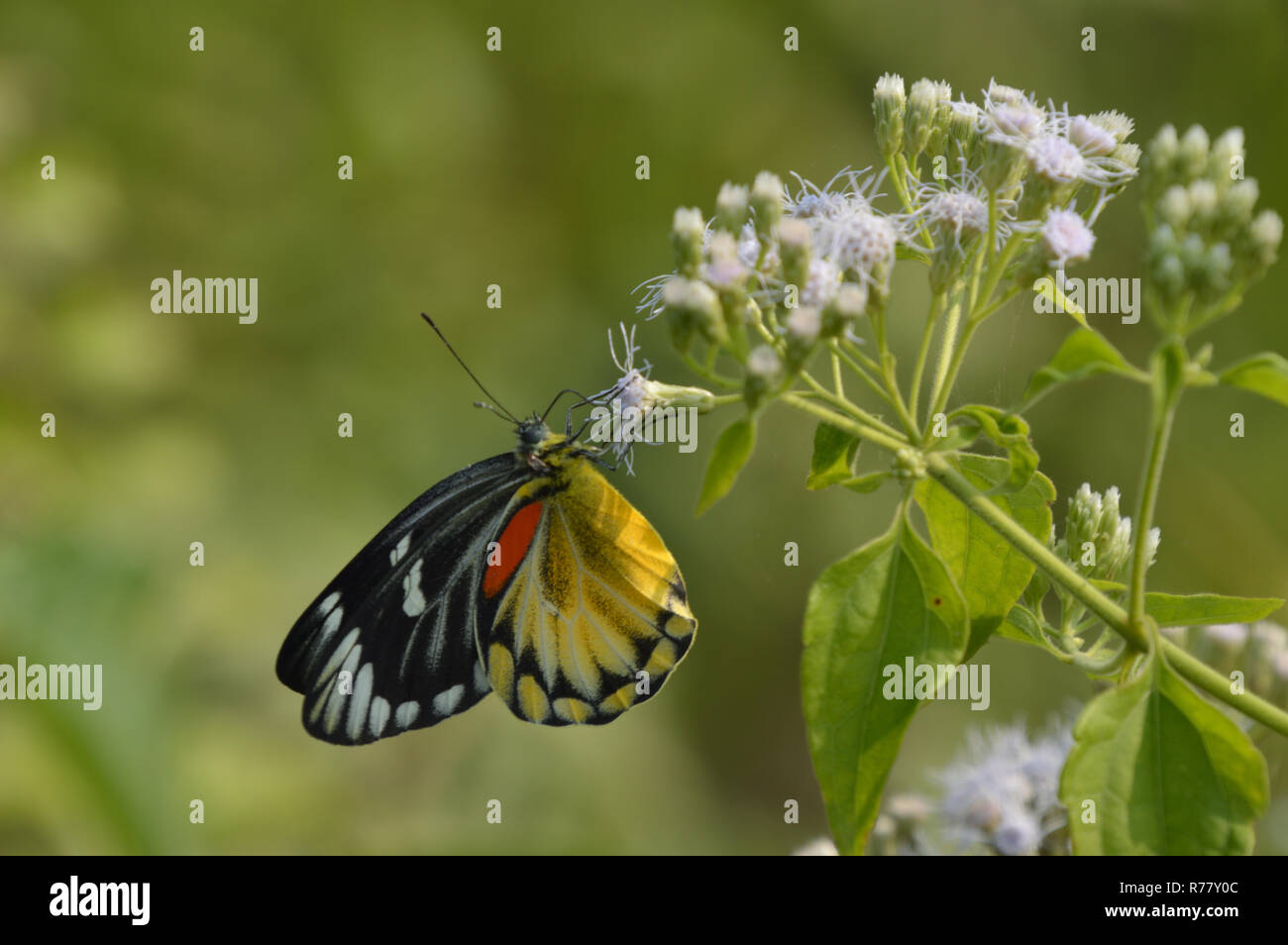 Common tiger butterfly india hi-res stock photography and images - Alamy