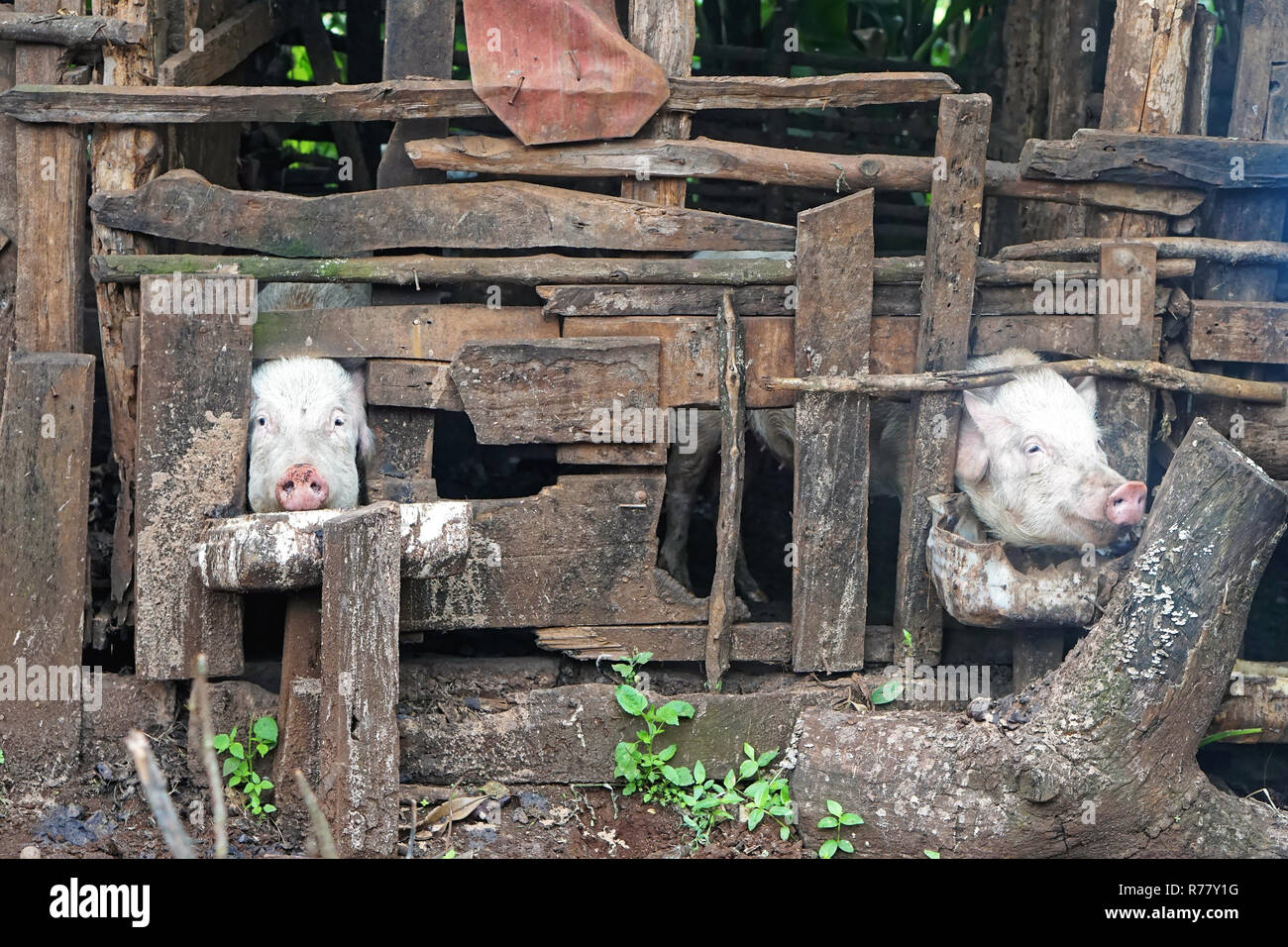 Pigs in pen Stock Photo - Alamy