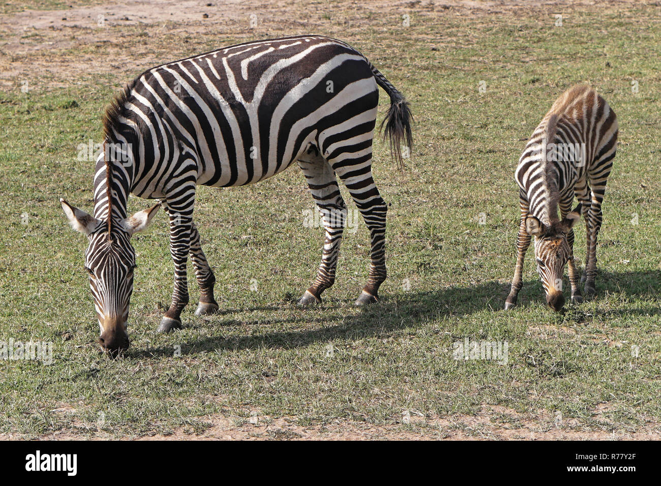 Mom and baby zebras hi-res stock photography and images - Alamy