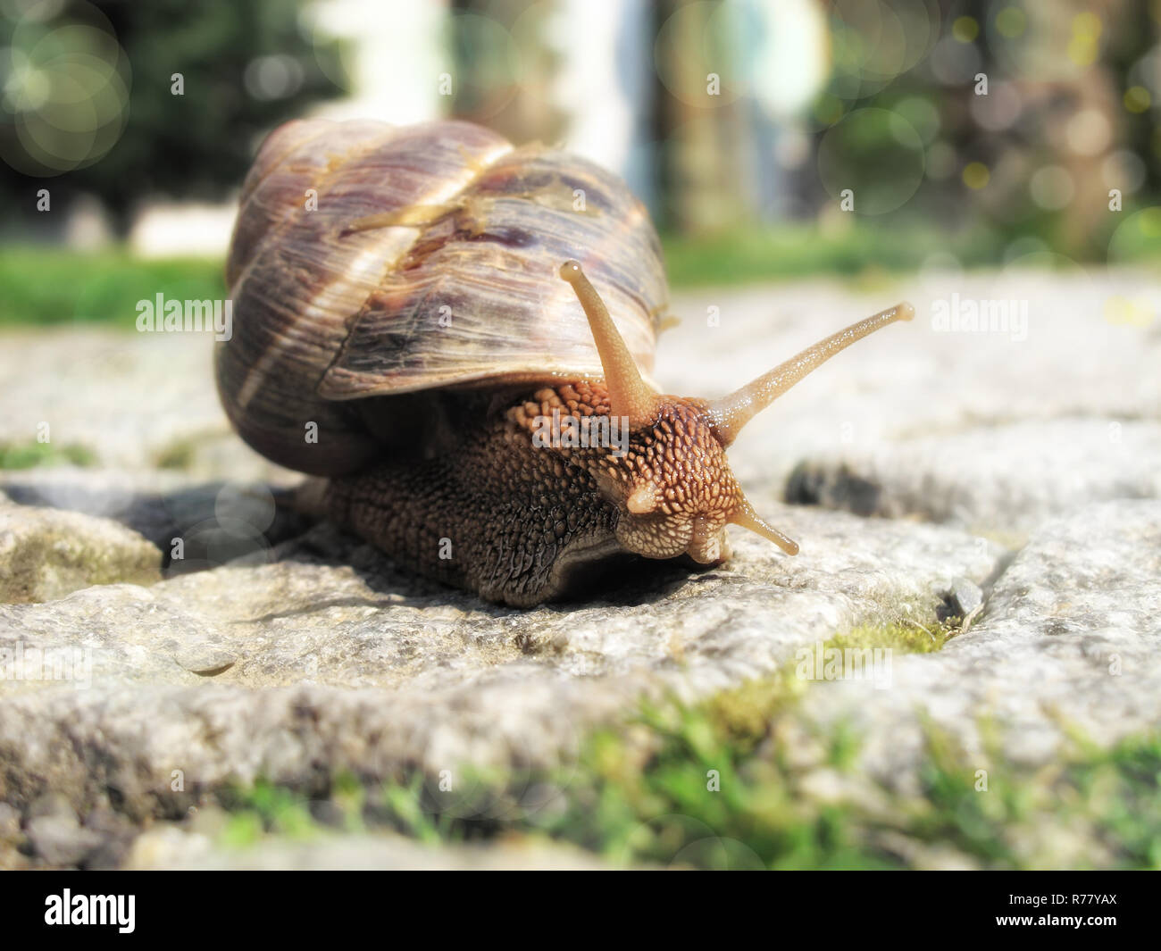 Tiny baby snail hi-res stock photography and images - Alamy