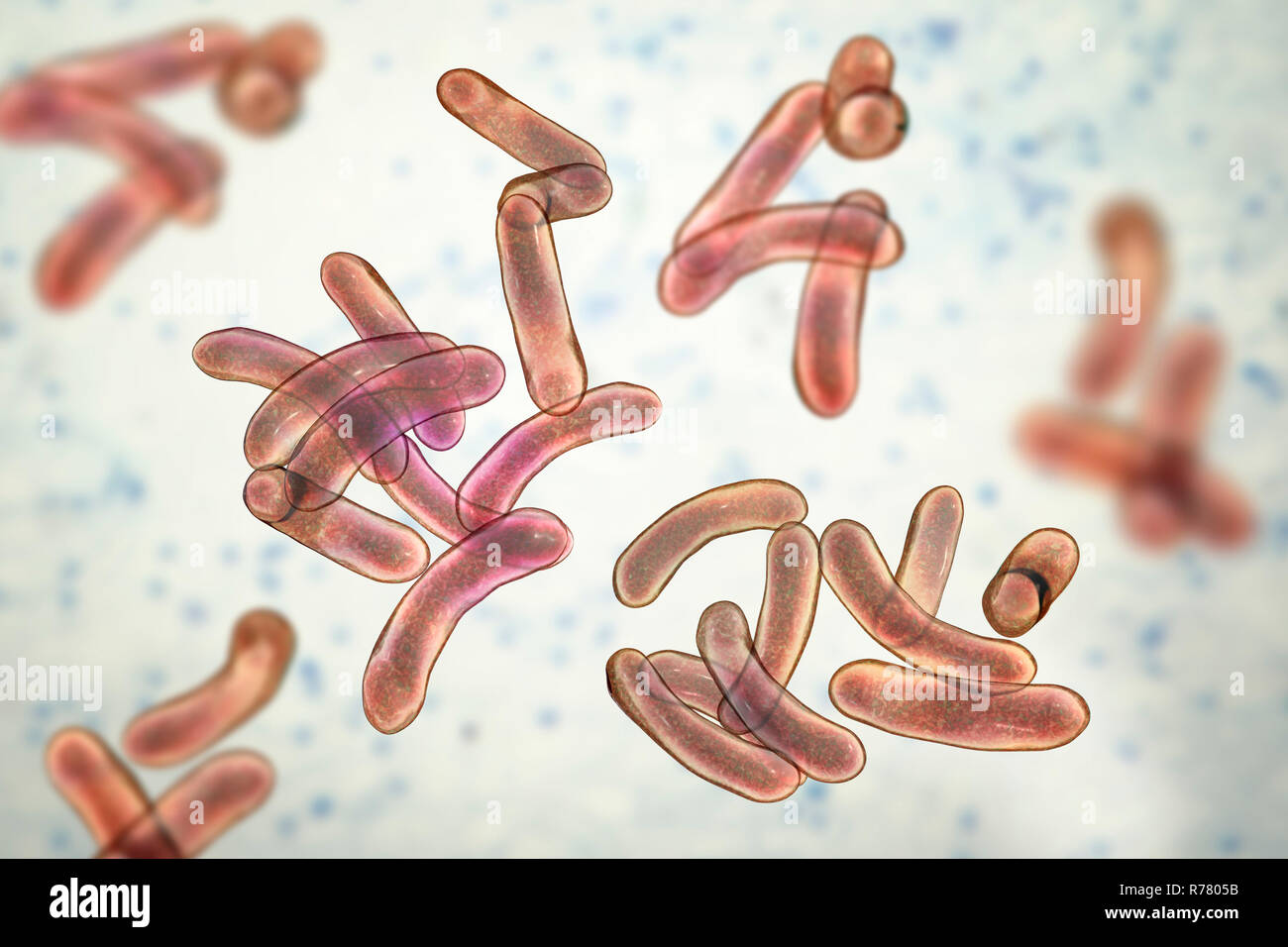 Vibrio cholerae hi-res stock photography and images - Alamy