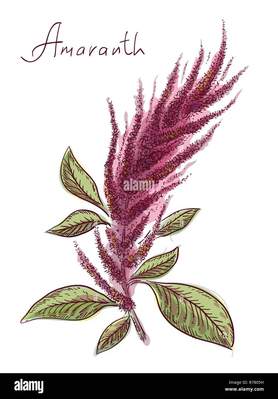Amaranth Stock Vector Images - Alamy
