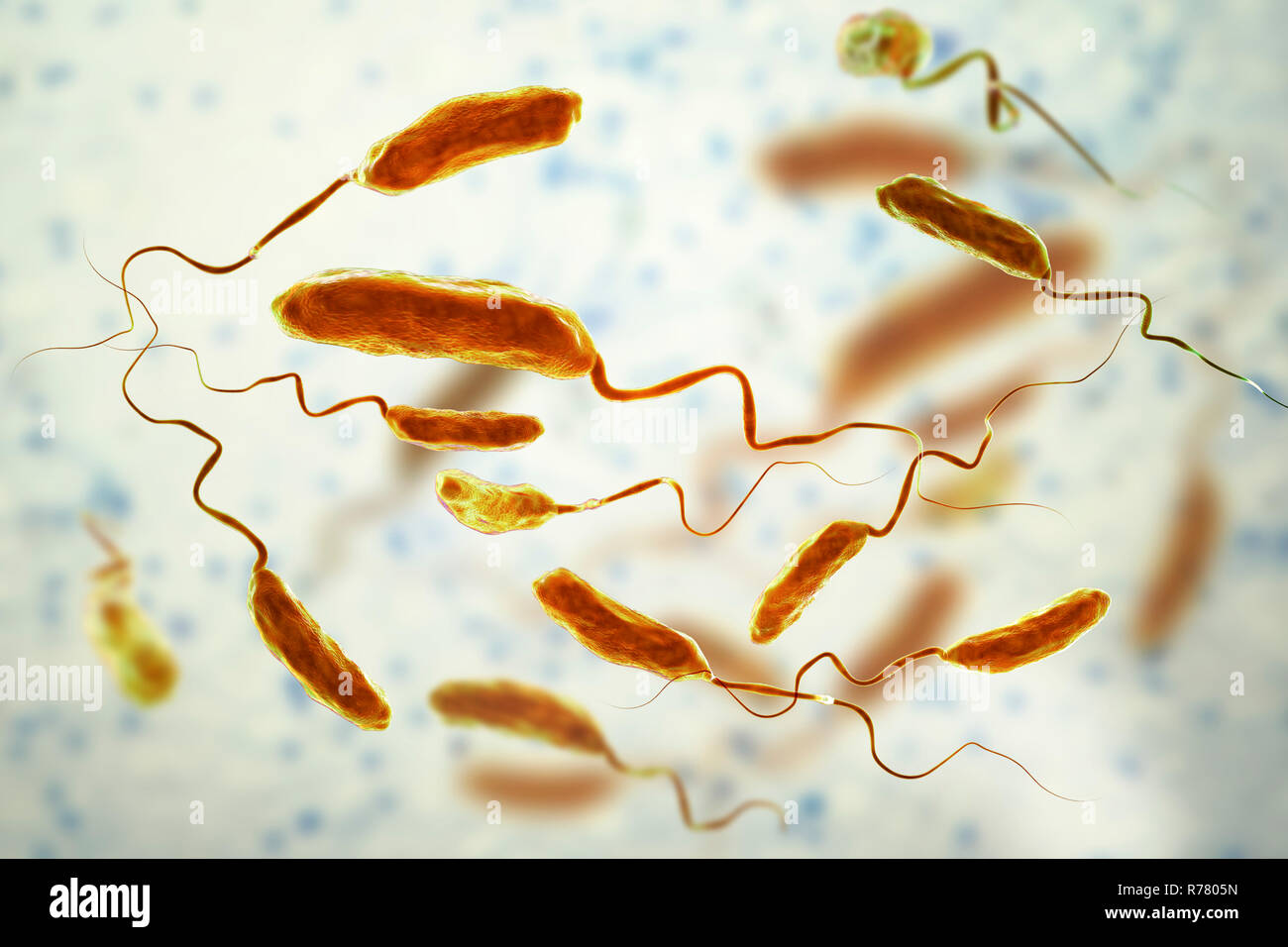 Cholera bacteria (Vibrio cholerae), computer illustration Stock Photo ...