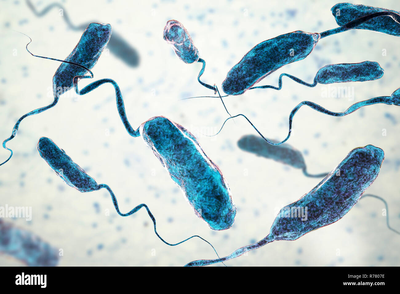 Cholera bacteria (Vibrio cholerae), computer illustration Stock Photo ...