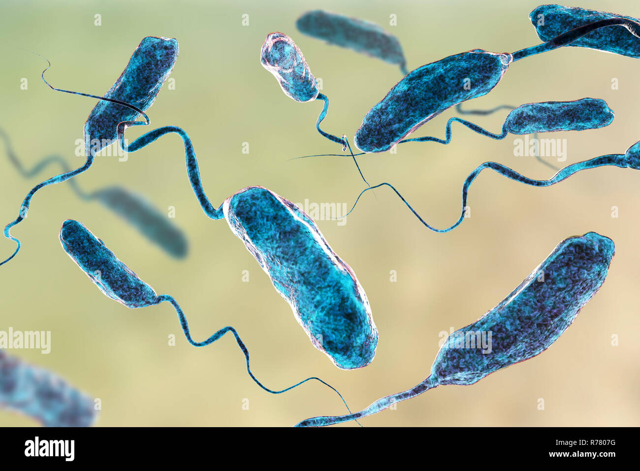 Cholera bacteria (Vibrio cholerae), computer illustration Stock Photo ...