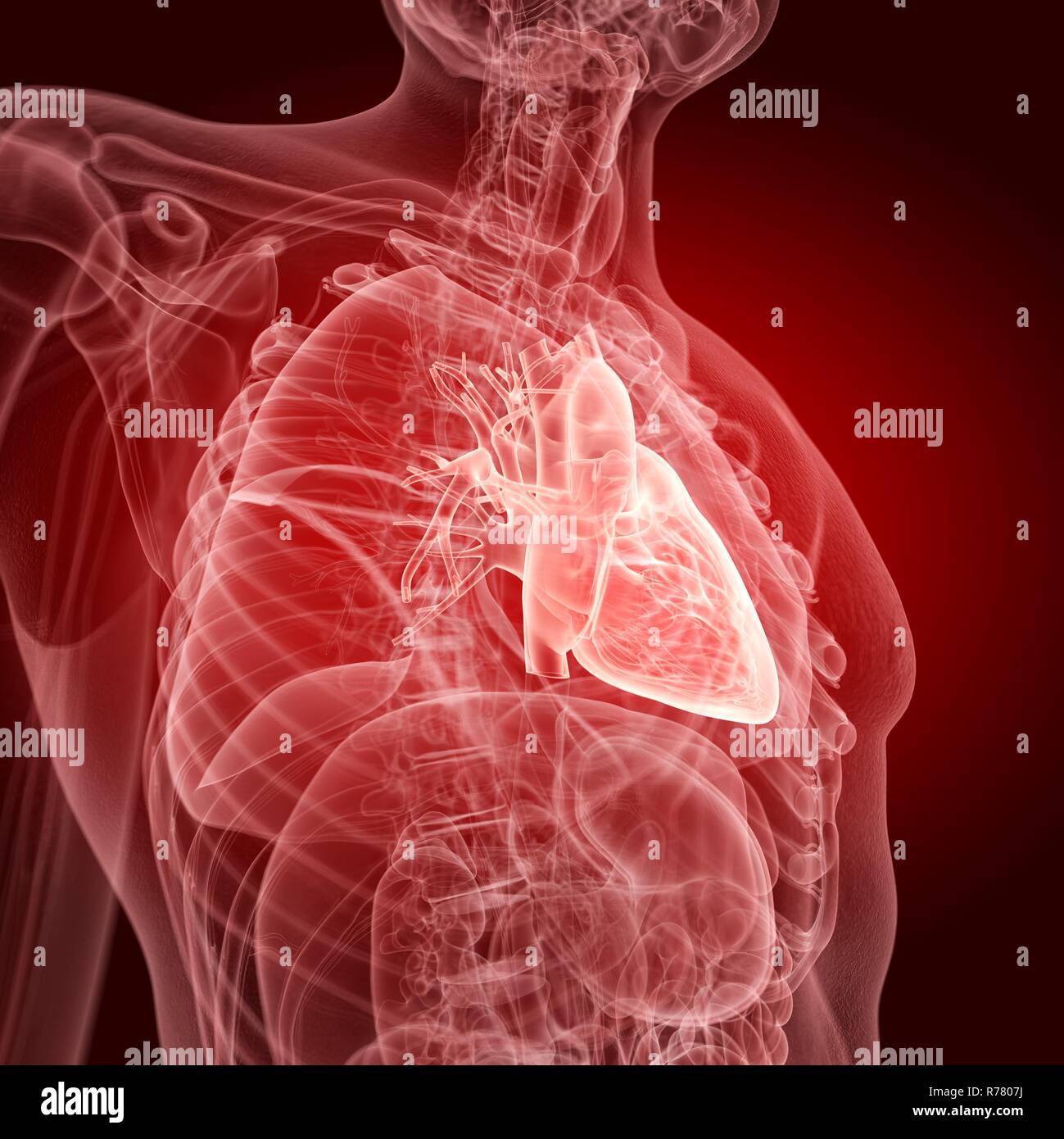 Human heart inside body hi-res stock photography and images - Alamy