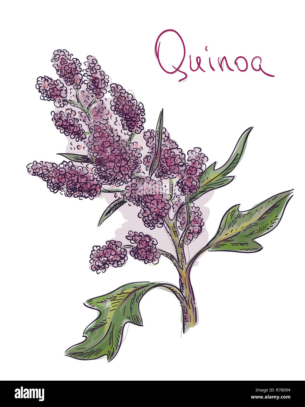 Raw quinoa Stock Vector Images - Alamy