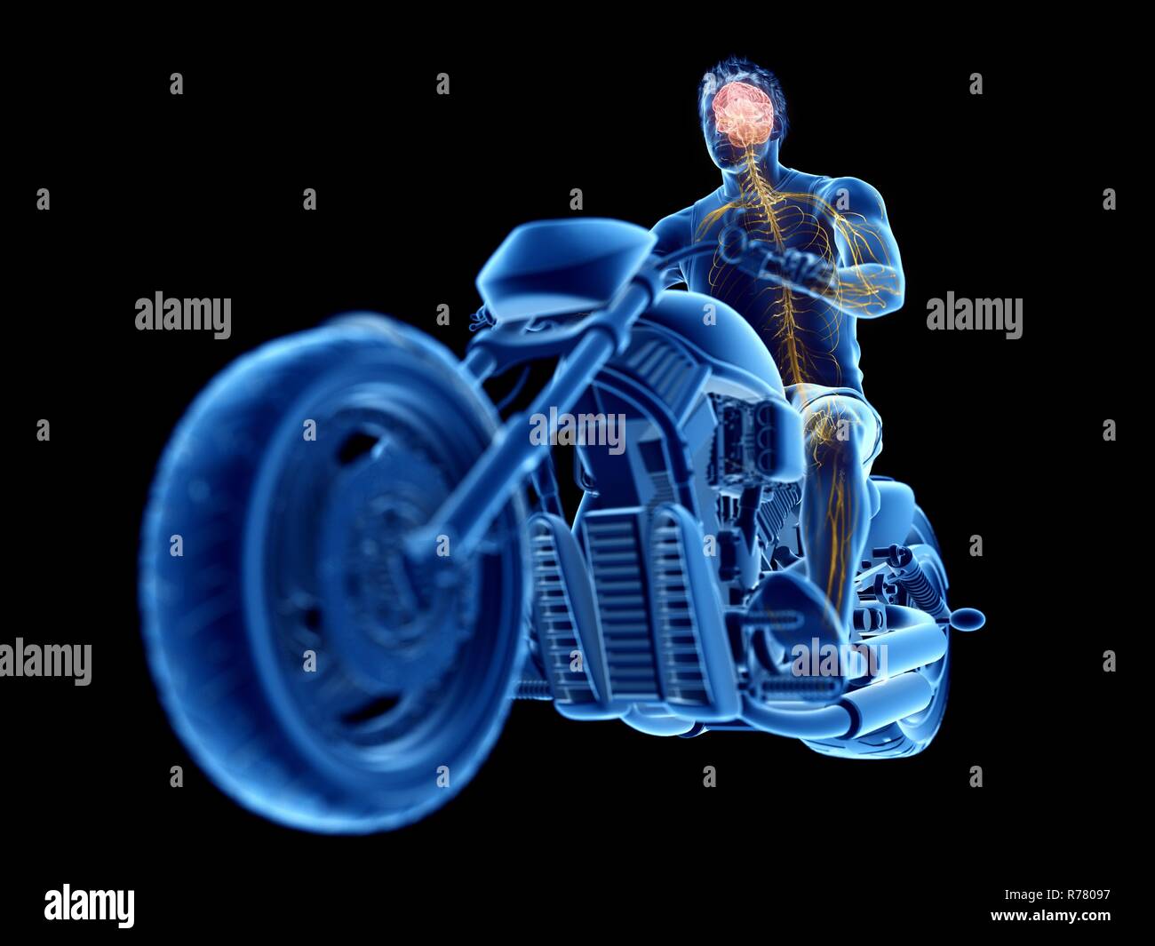 3d rendered illustration of a biker's brain Stock Photo - Alamy