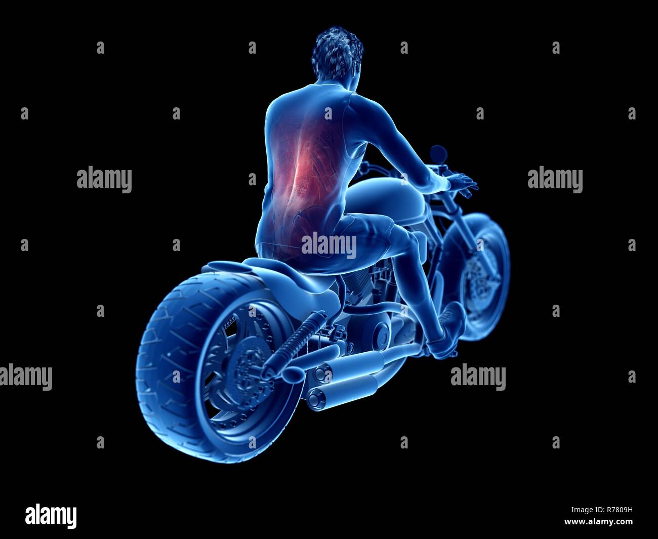 3d rendered illustration of a biker's back muscles Stock Photo - Alamy