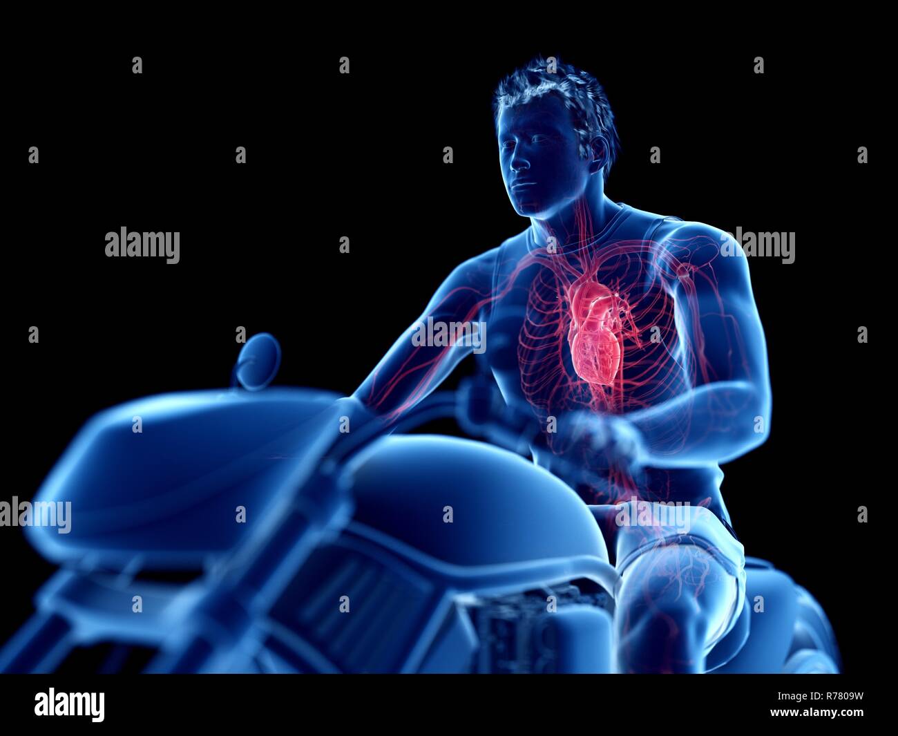 Heart vintage anatomical illustration hi-res stock photography and ...