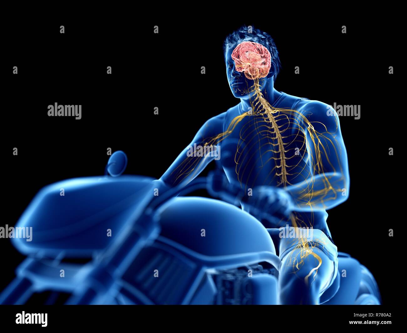 3d rendered illustration of a biker's brain Stock Photo - Alamy