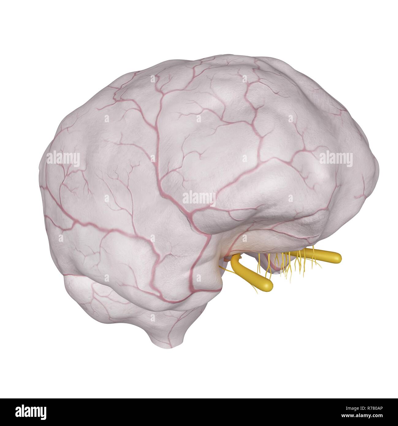 3d rendered illustration of the dura mater Stock Photo - Alamy