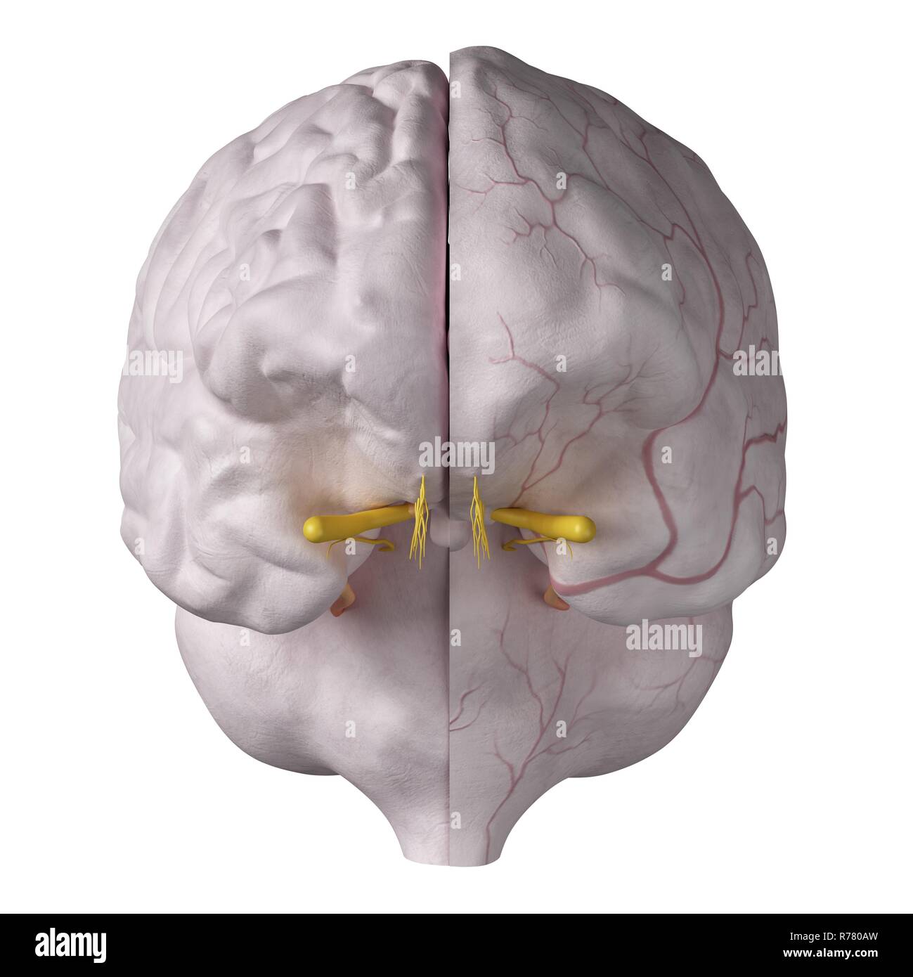 Dura mater hi-res stock photography and images - Alamy