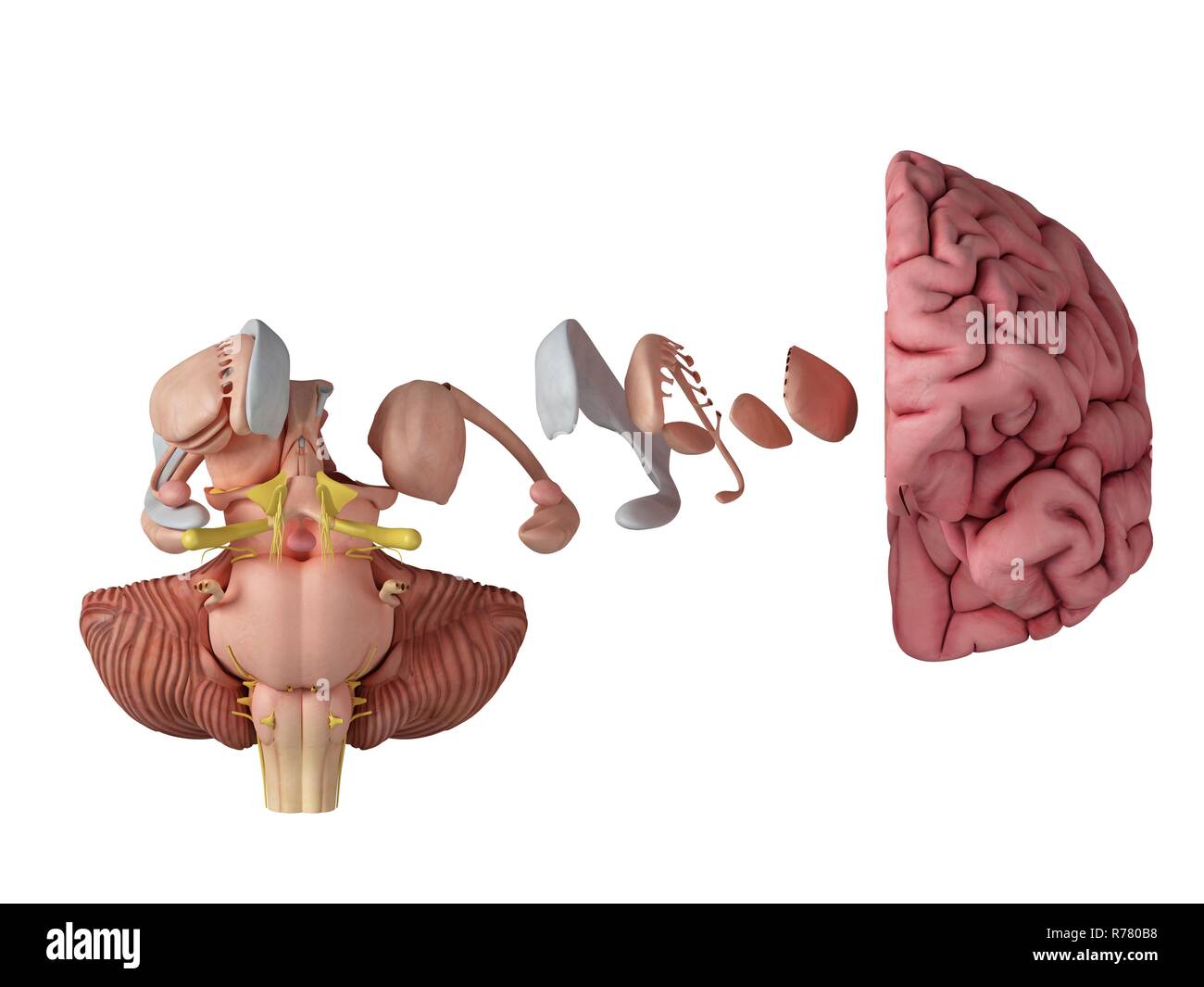 3d rendered illustration of the brain anatomy Stock Photo - Alamy