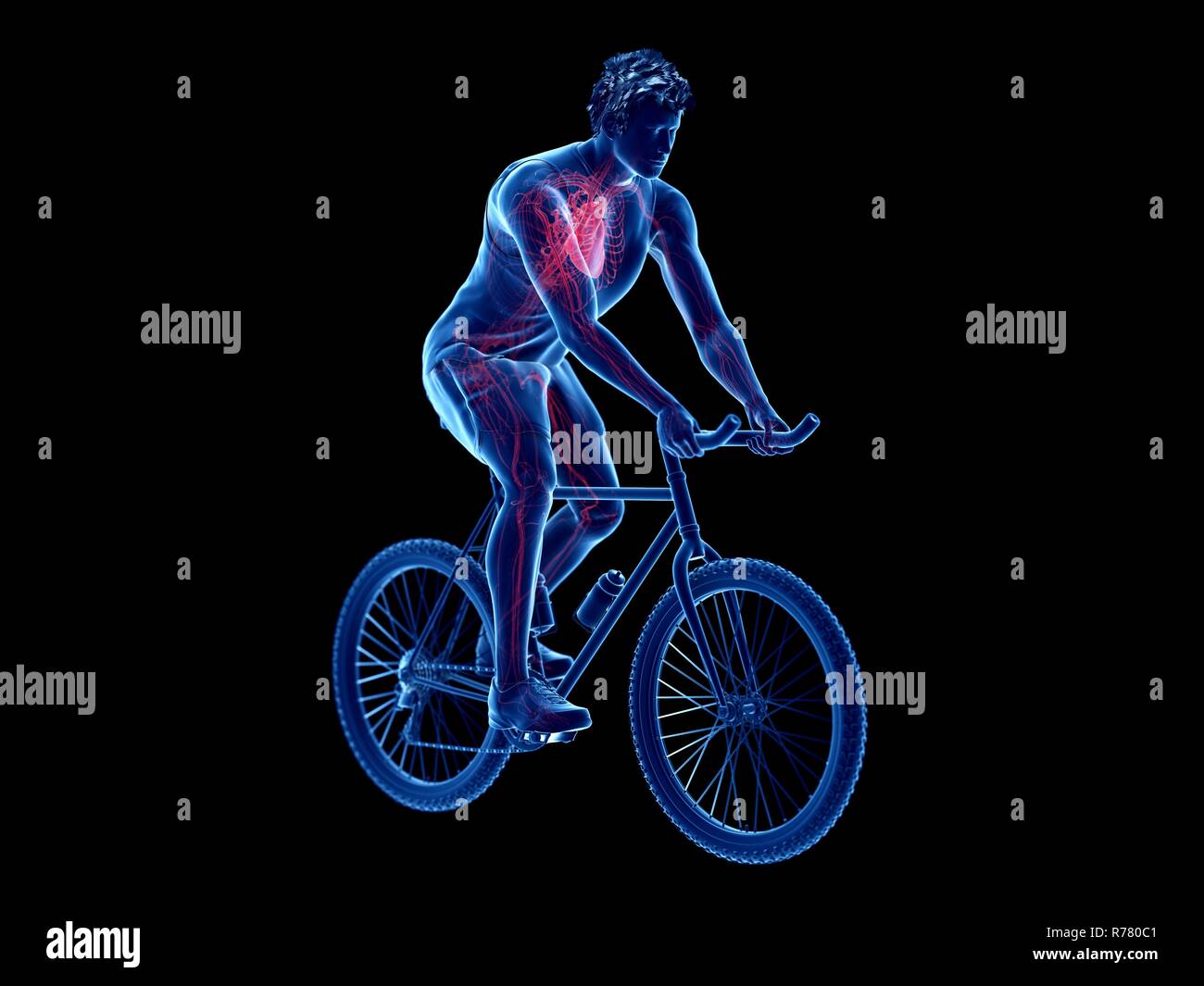 3d rendered illustration of a cyclist's heart Stock Photo - Alamy
