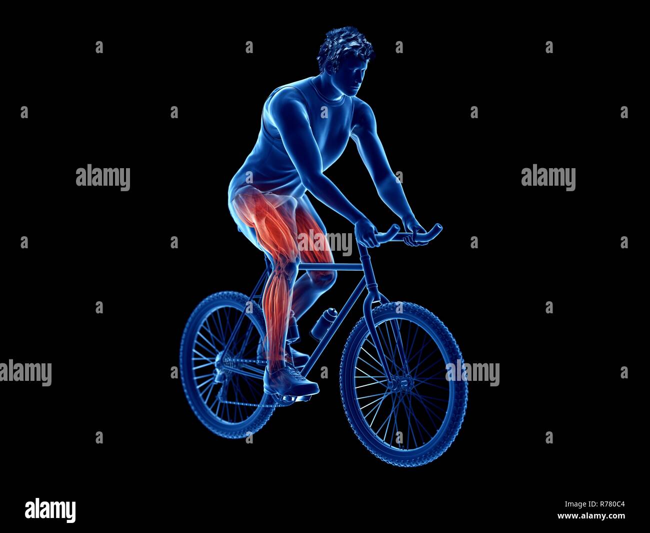 3d rendered illustration of a cyclist's muscles Stock Photo - Alamy