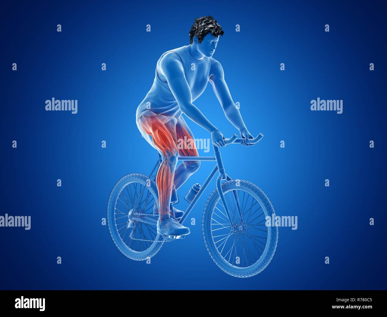 3d rendered illustration of a cyclist's muscles Stock Photo - Alamy