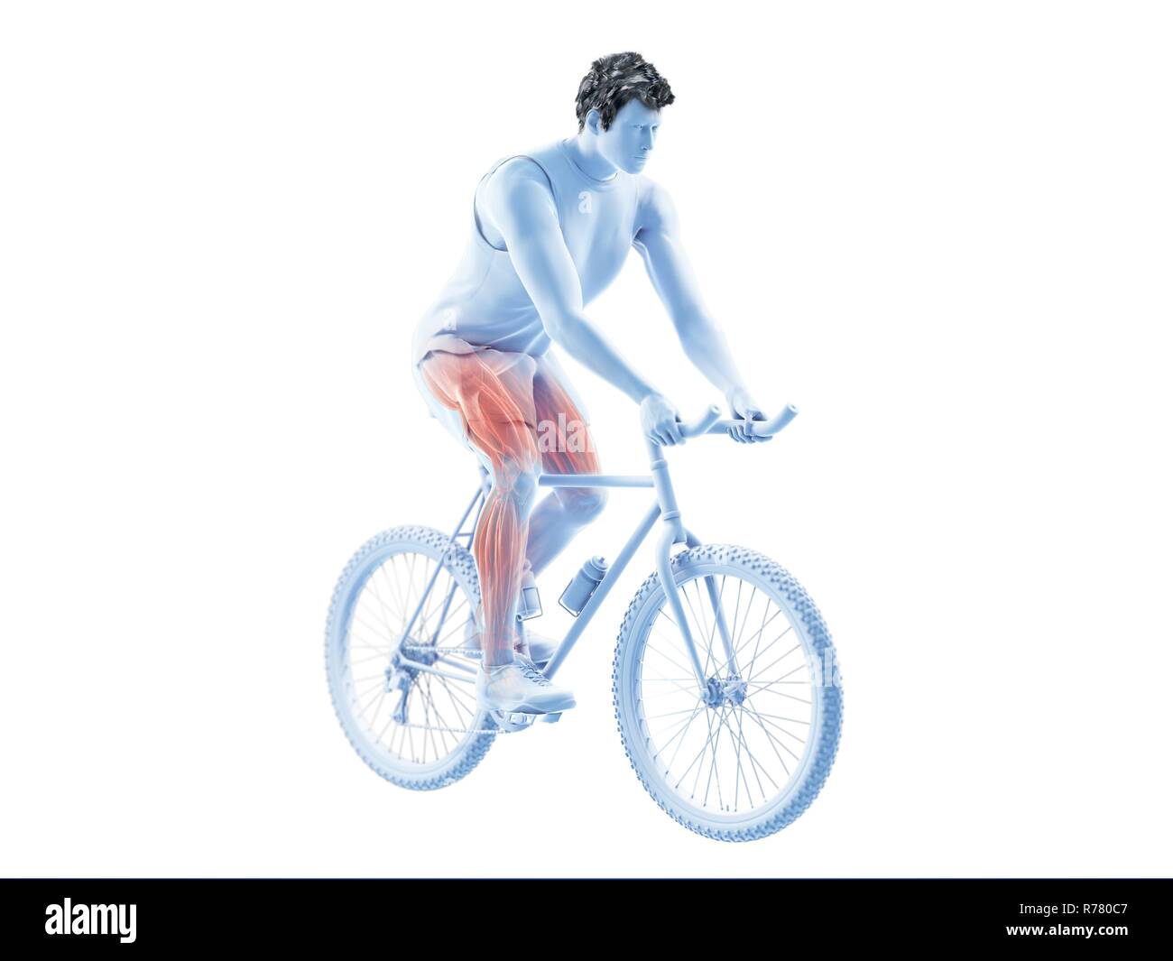 3d rendered illustration of a cyclist's muscles Stock Photo - Alamy