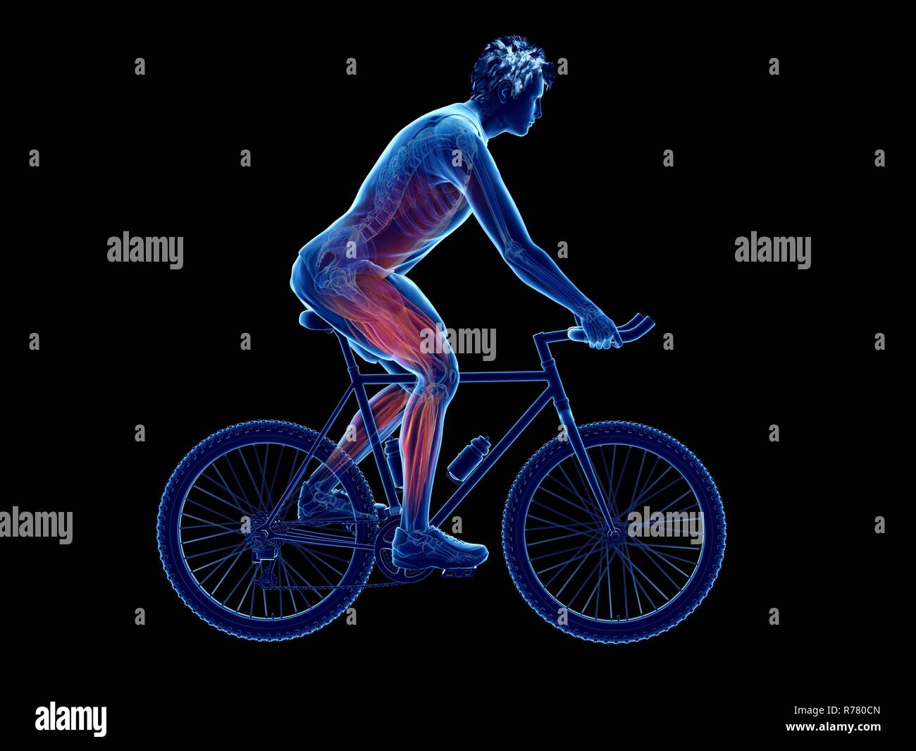 3d rendered illustration of a cyclist's muscles Stock Photo - Alamy