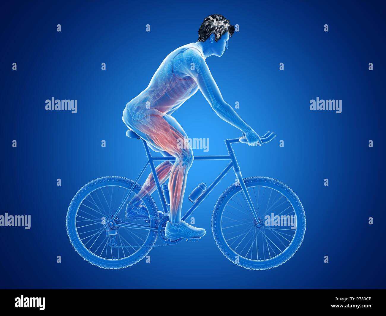 3d rendered illustration of a cyclist's muscles Stock Photo - Alamy