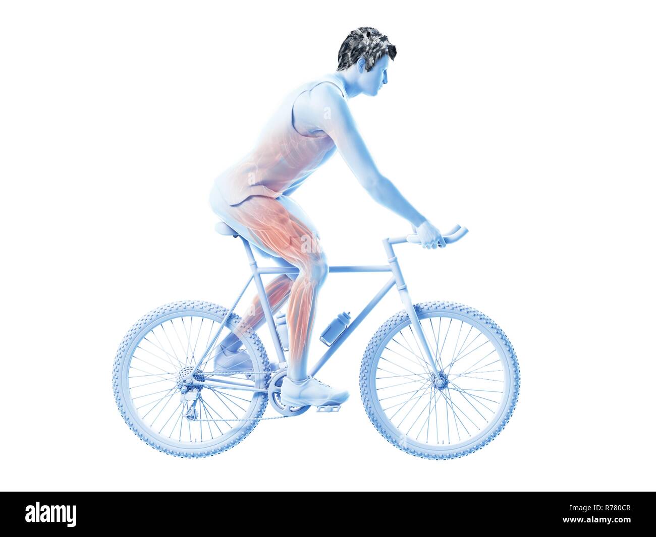 3d illustration male muscles Cut Out Stock Images & Pictures - Alamy