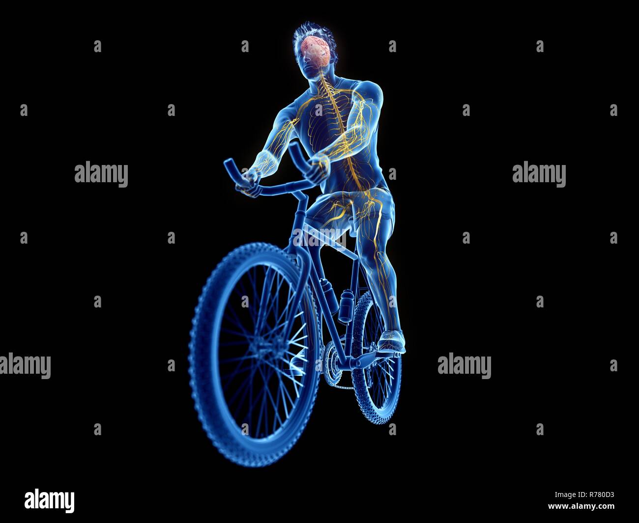 3d rendered illustration of a cyclist's brain Stock Photo - Alamy