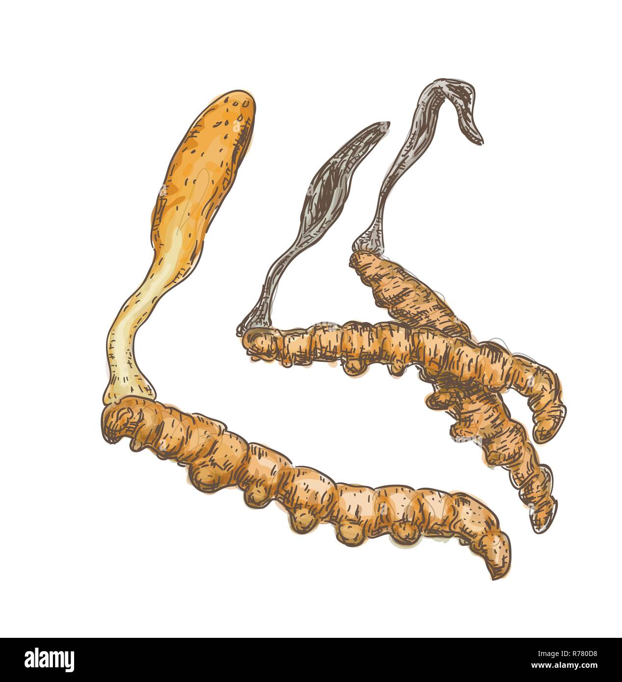 Cordyceps sinensis caterpillar hi-res stock photography and images - Alamy