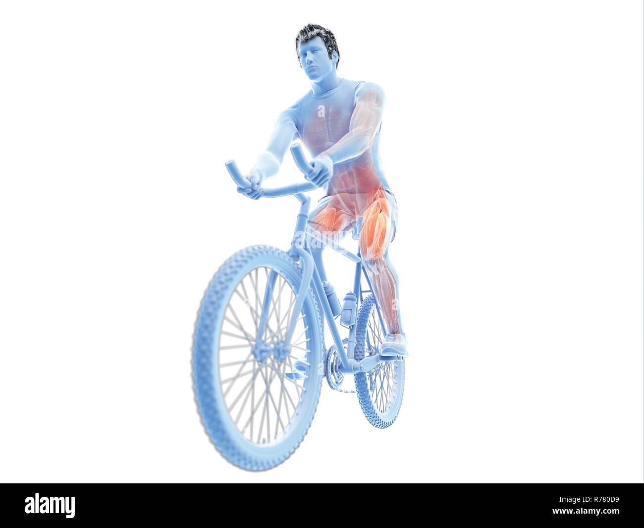 3d rendered illustration of a cyclist's muscles Stock Photo - Alamy