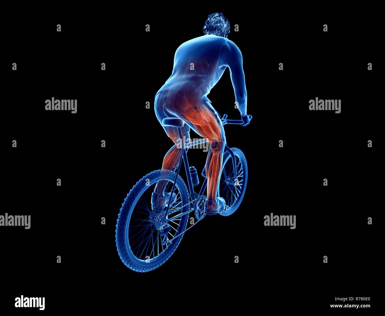 3d rendered illustration of a cyclist's muscles Stock Photo - Alamy