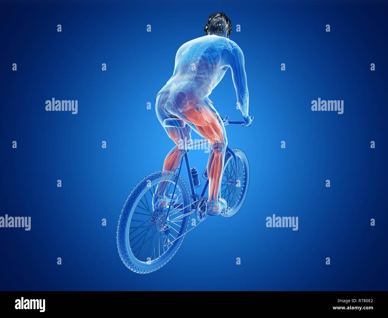 3d rendered illustration of a cyclist's muscles Stock Photo - Alamy