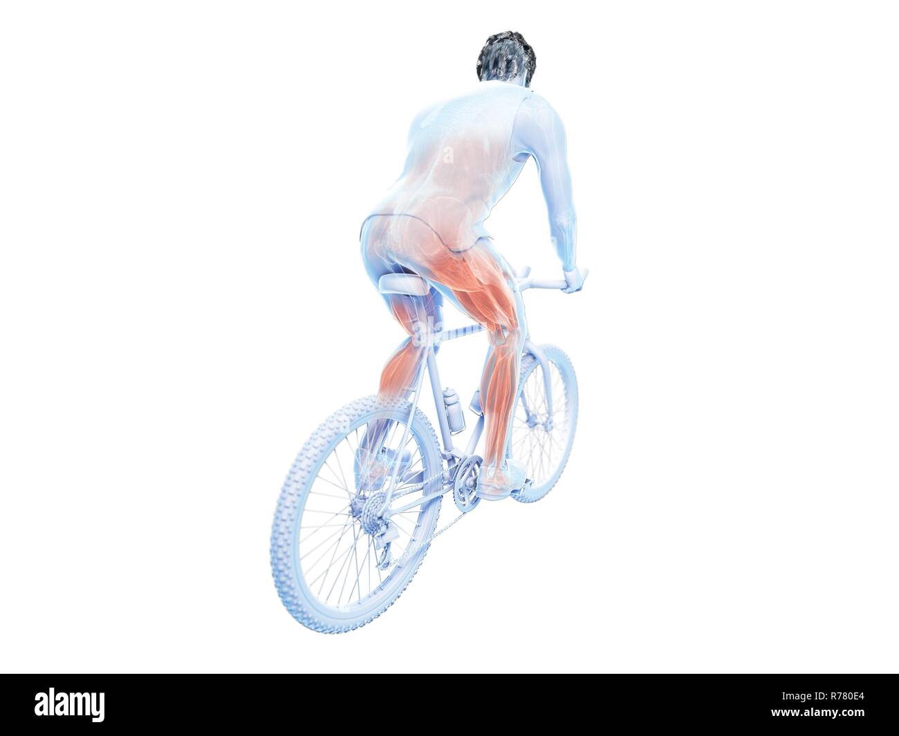 3d rendered illustration of a cyclist's muscles Stock Photo - Alamy