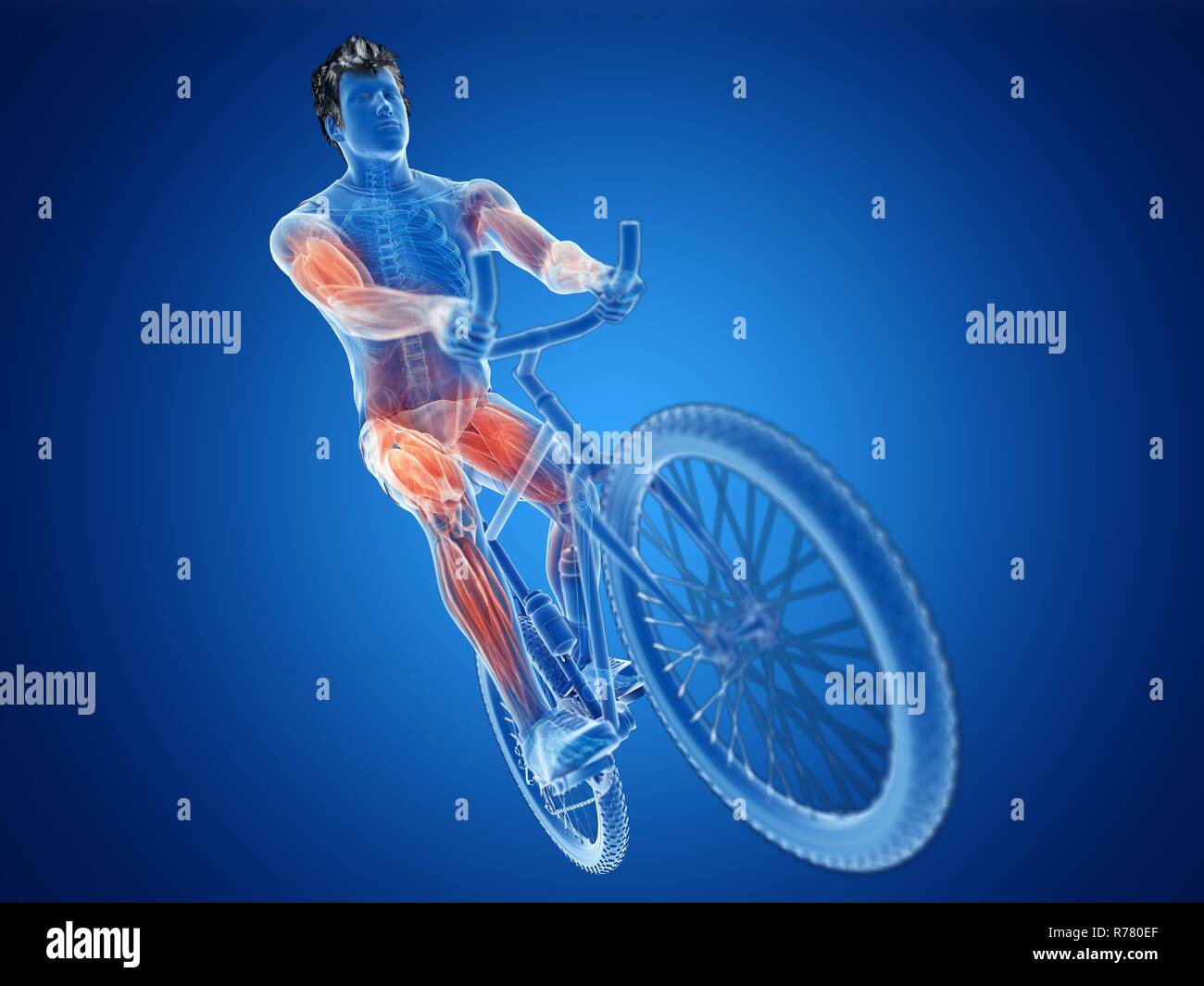 3d rendered illustration of a cyclist's muscles Stock Photo - Alamy
