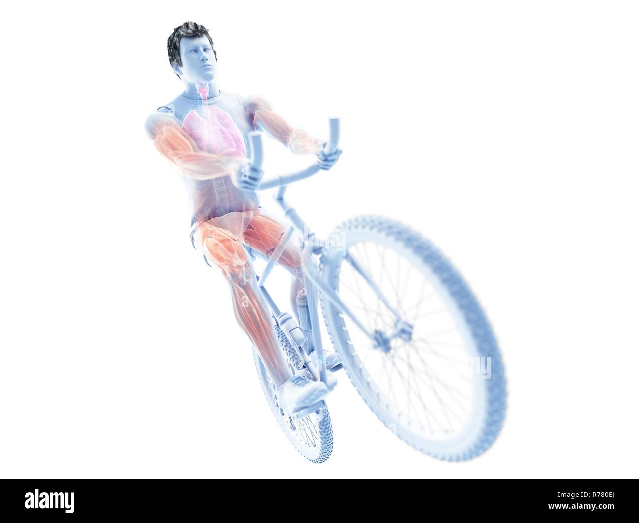 3d rendered illustration of a cyclist's muscles Stock Photo - Alamy