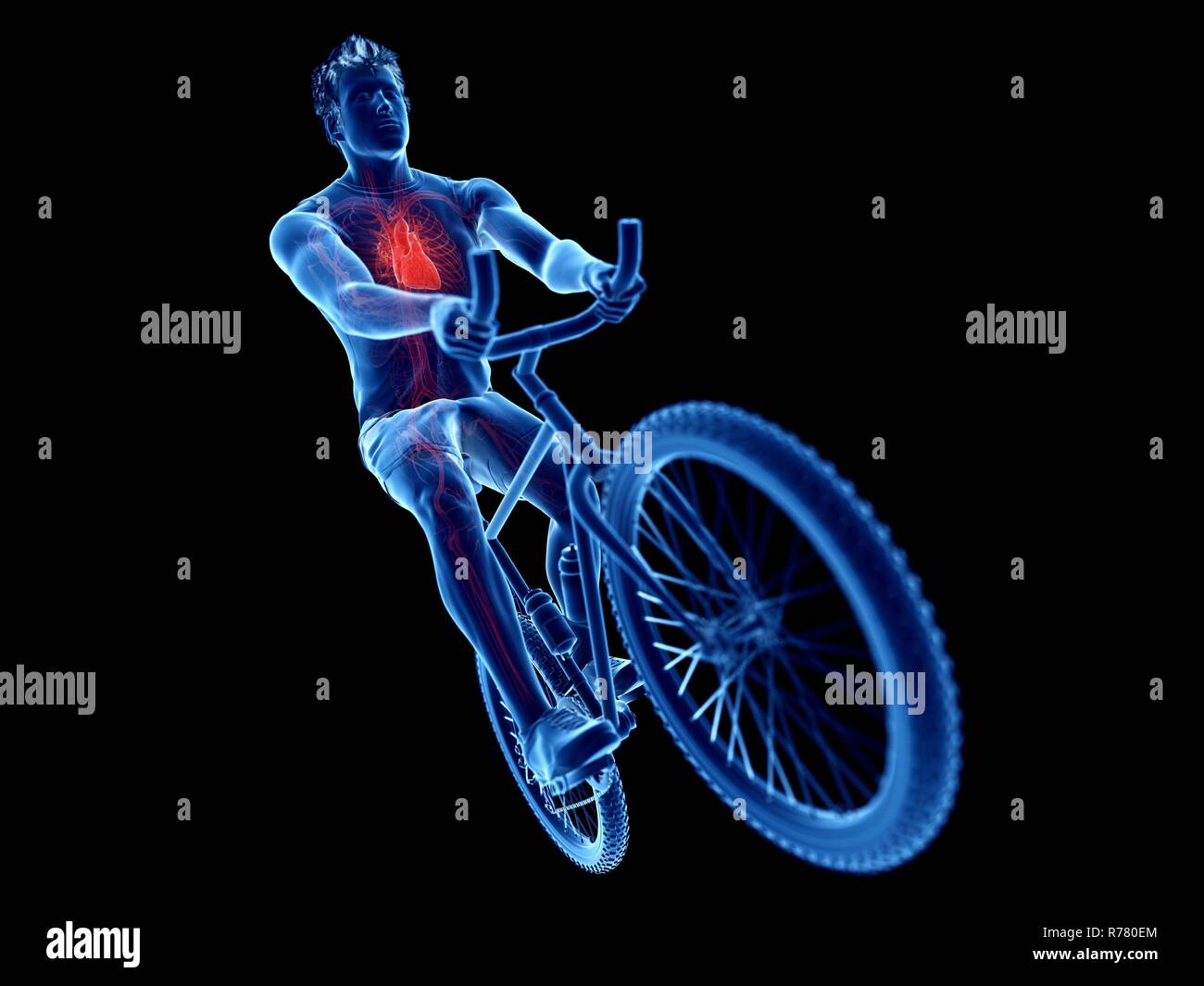 3d rendered illustration of a cyclist's heart Stock Photo - Alamy