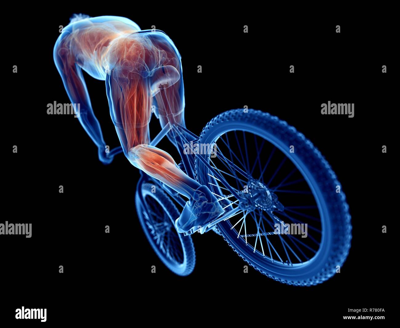 3d rendered illustration of a cyclist's muscles Stock Photo - Alamy
