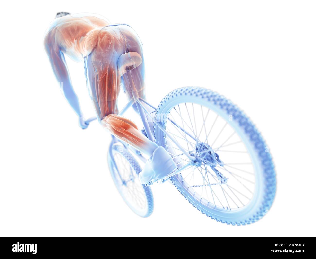 3d rendered illustration of a cyclist's muscles Stock Photo - Alamy