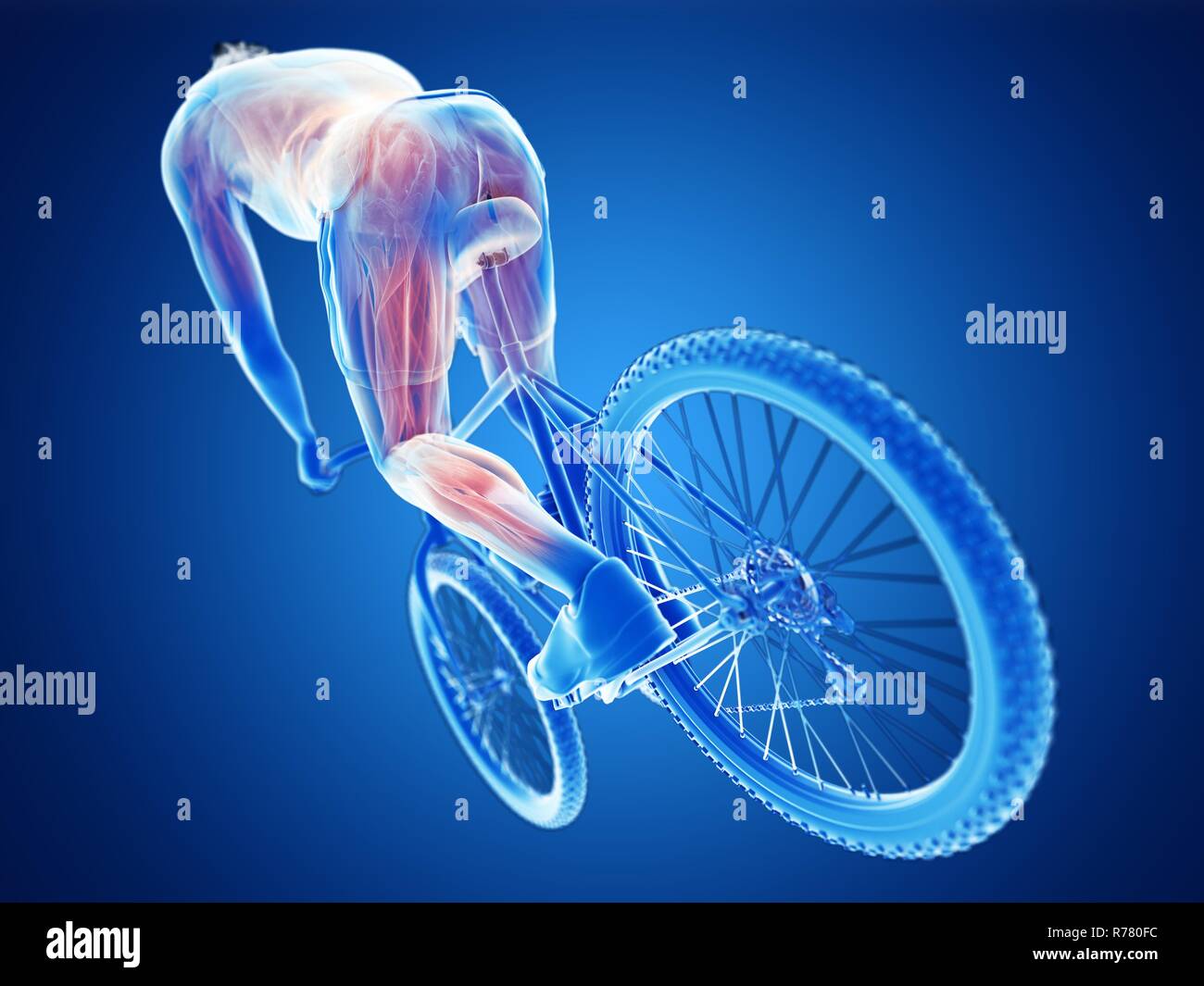 3d rendered illustration of a cyclist's muscles Stock Photo - Alamy