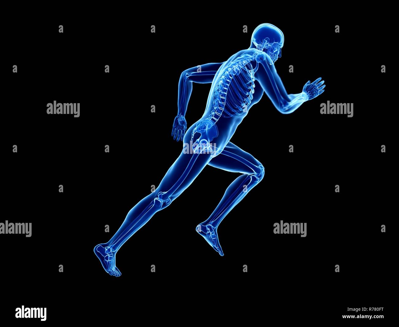 Athletic skeleton hi-res stock photography and images - Alamy