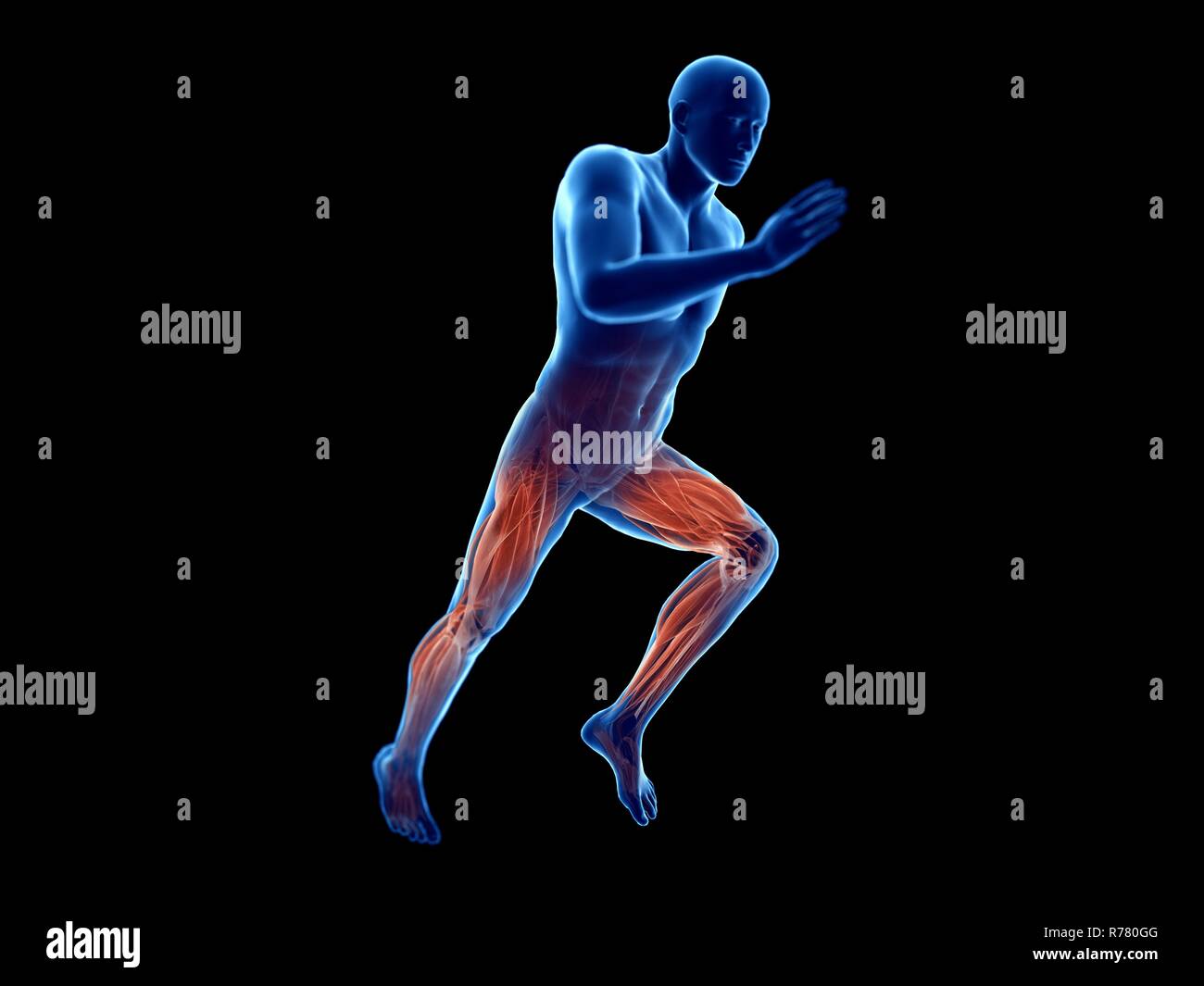 3d rendered illustration of a jogger's muscles Stock Photo - Alamy