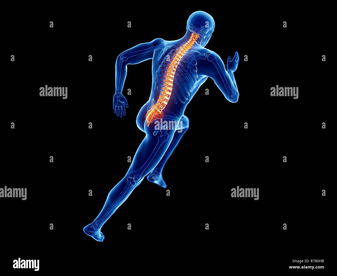 3d rendered illustration of a jogger's spine Stock Photo - Alamy