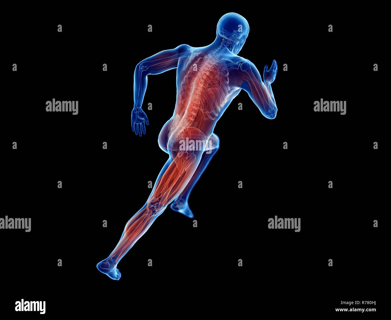 3d rendered illustration of a jogger's muscles Stock Photo - Alamy