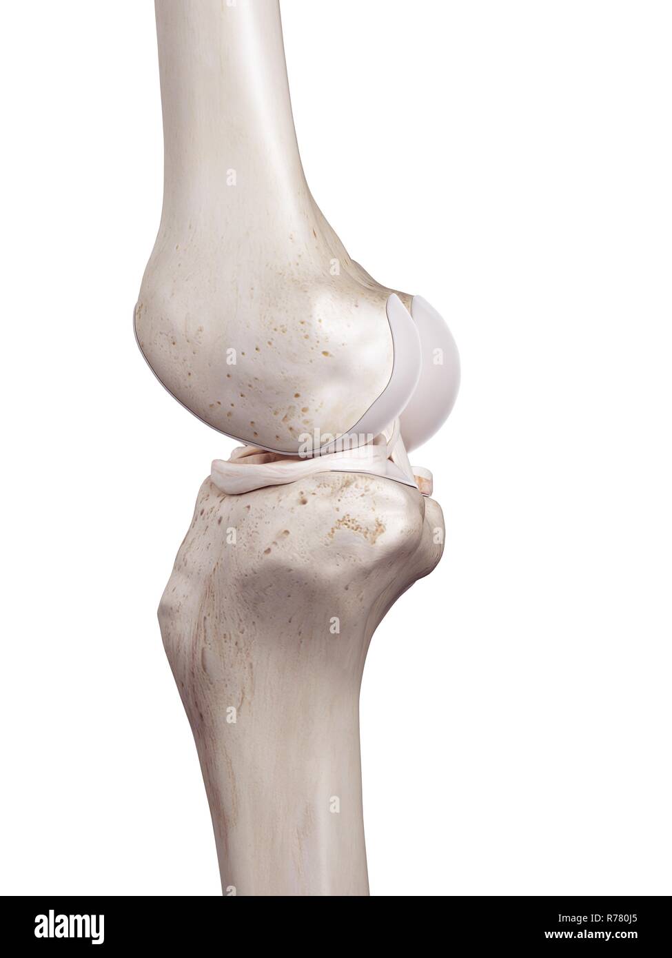 3d rendered illustration of the human knee Stock Photo - Alamy